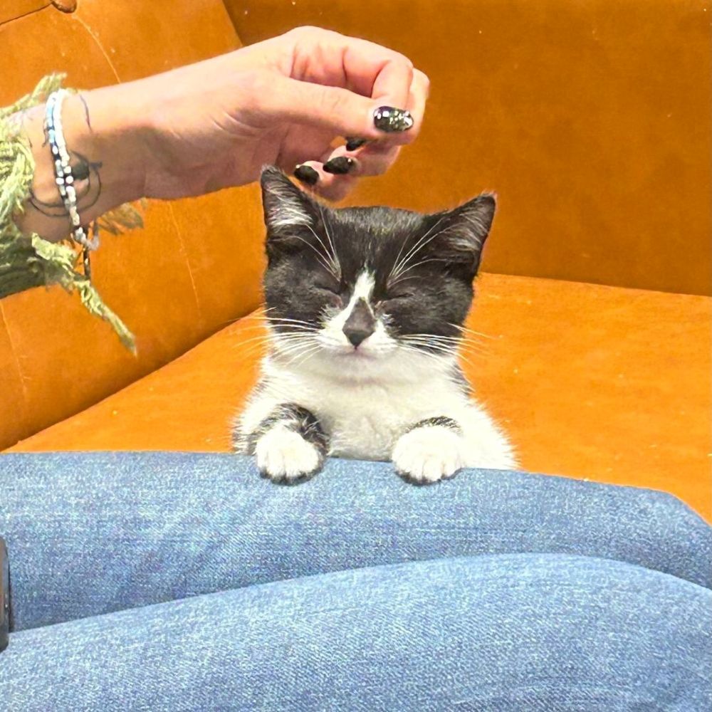 Orlando Cat Cafe: Make Your Latte Count to Save Shelter Cats