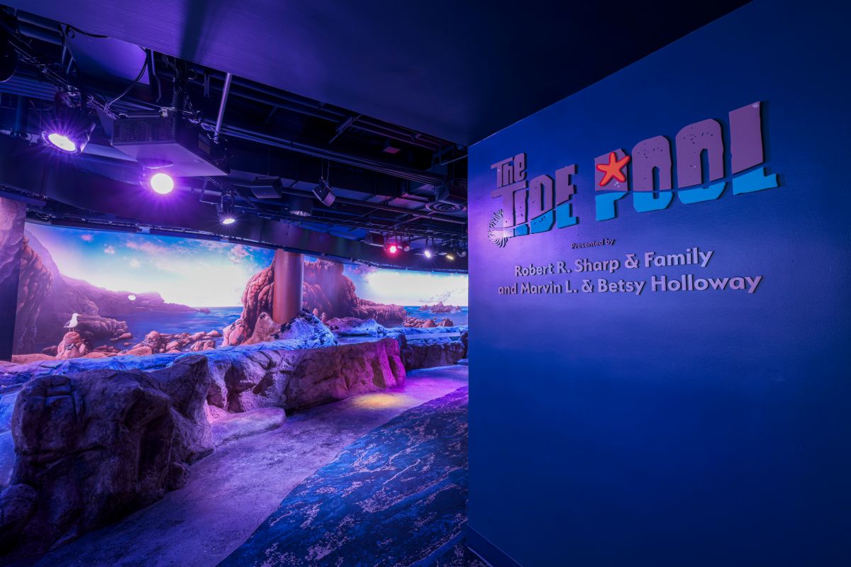New Tide Pool Florida Aquarium Exhibit Now Open in Tampa