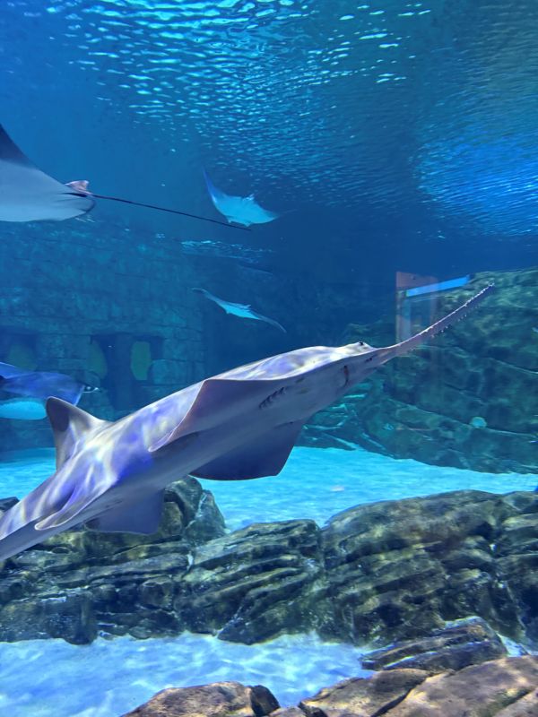 Meet Axel! Juvenile Sawfish SeaWorld Orlando Debut
