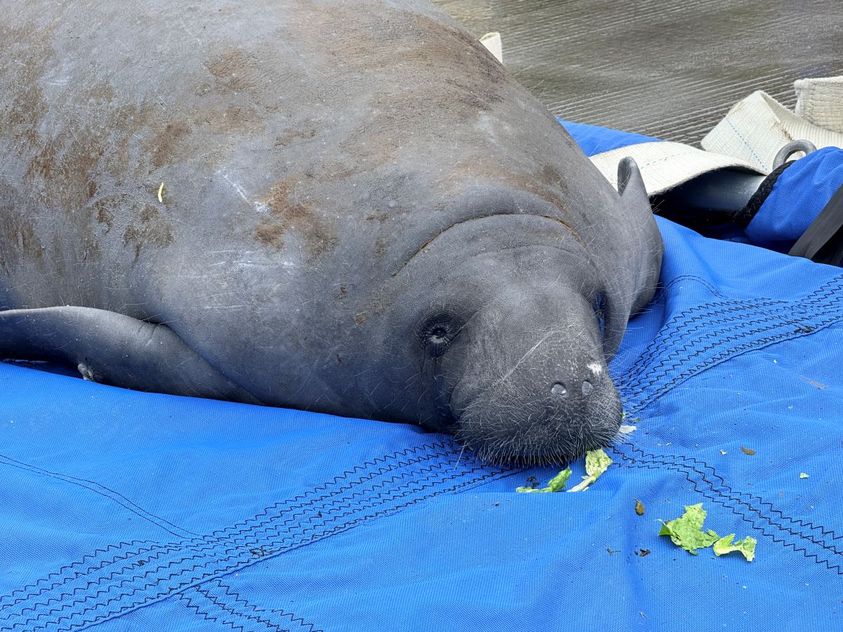Melby the Manatee Release: SeaWorld Returns Him Home